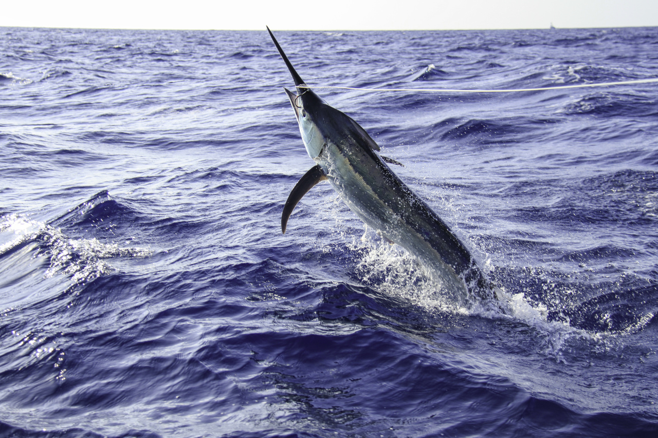 Mid Atlantic Federal Commercial Fishing for Surf Clams and Ocean Quahog ...