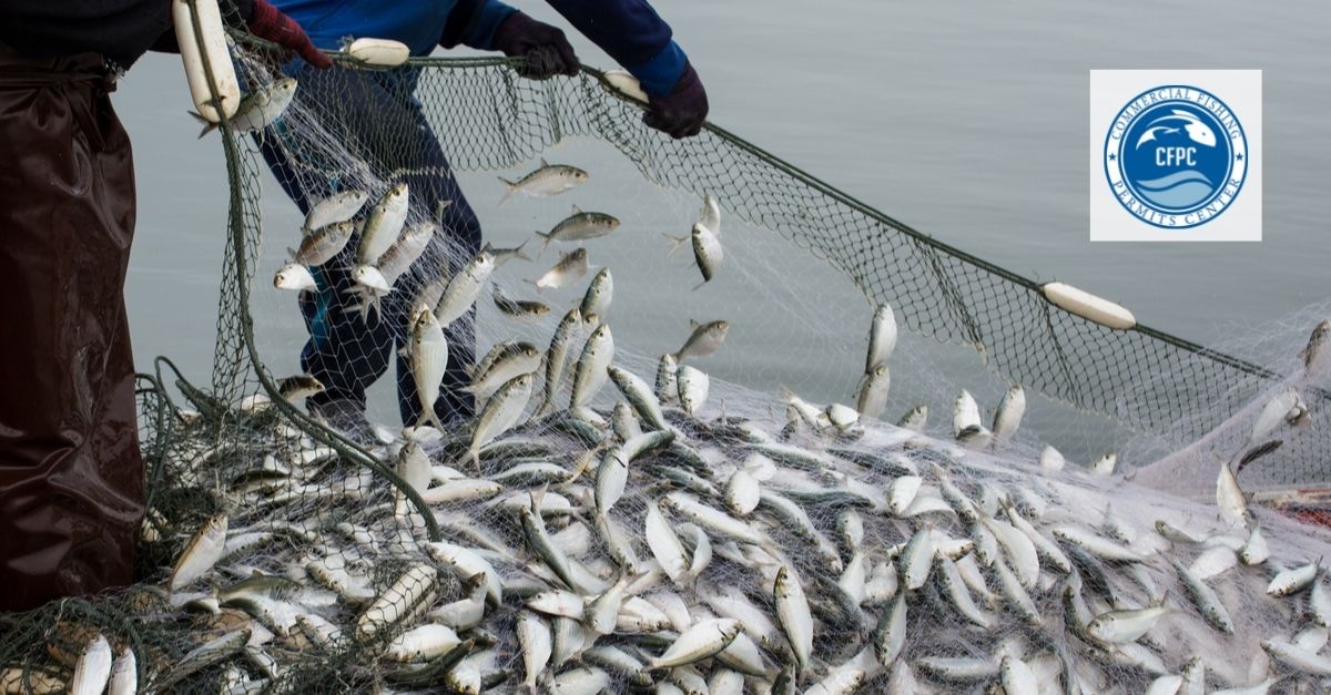 What You Need for Pacific Island Commercial Fishing Permits for Squid